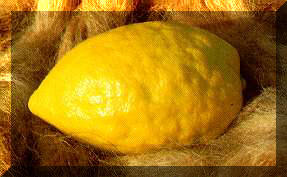 Souccoth ou la fete des cabanes